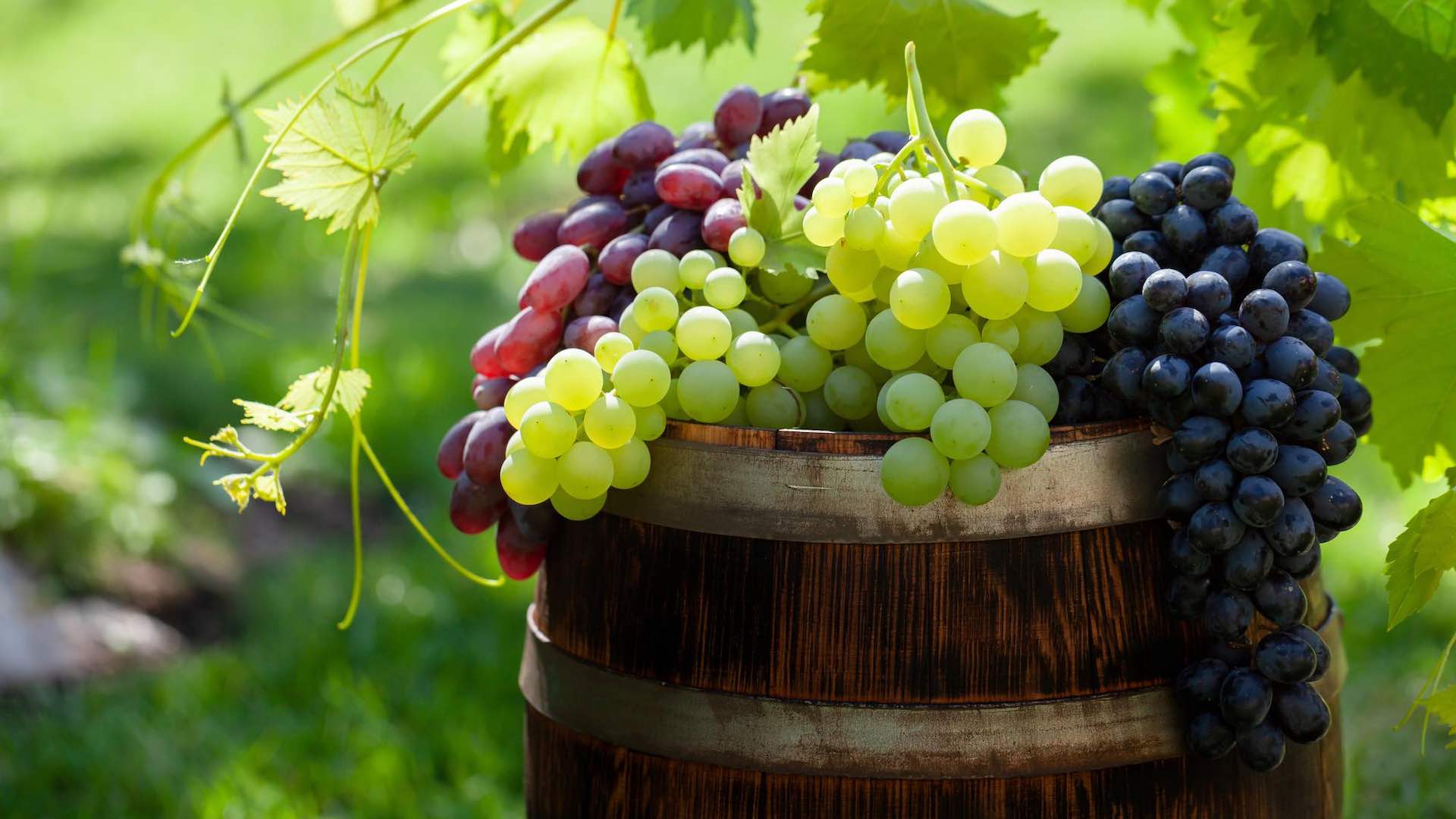 Grapes enhance eye health, surpassing their known antioxidant benefits ...